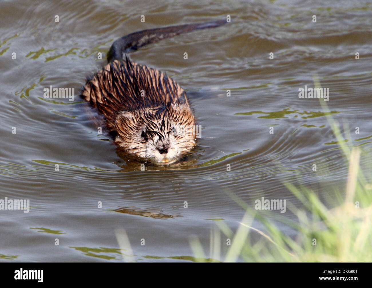 Muskrat swimming in lake near hi-res stock photography and images - Alamy