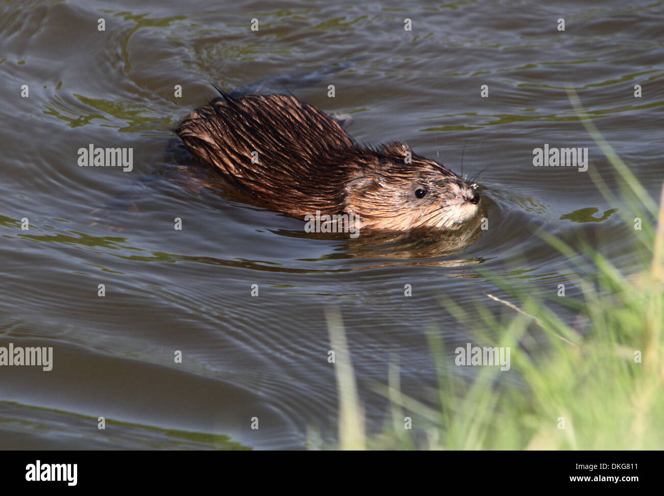 Muskrats tail hi-res stock photography and images - Alamy