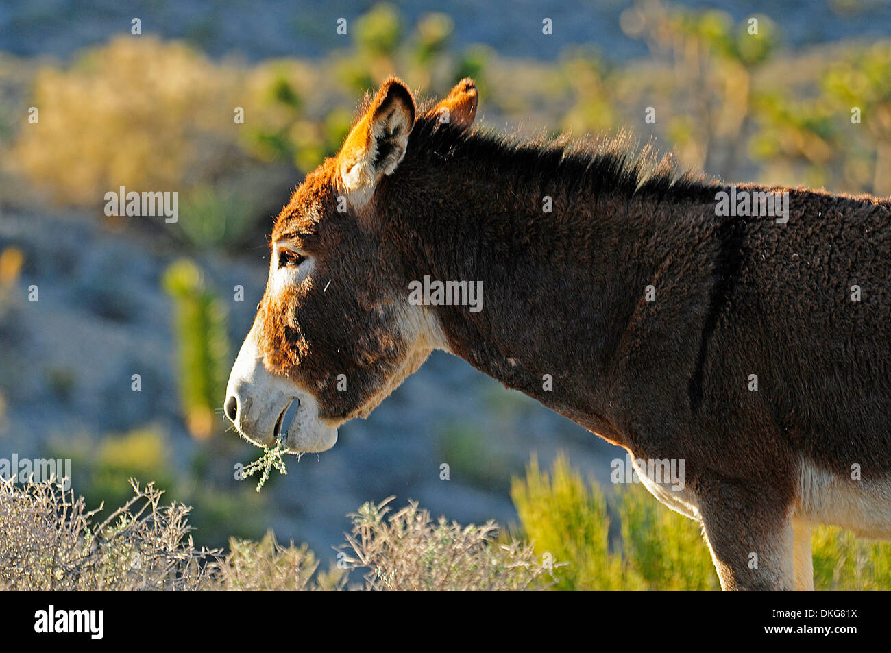 donkey, equus asinus asinus, spring mountains, nevada, usa Stock Photo ...