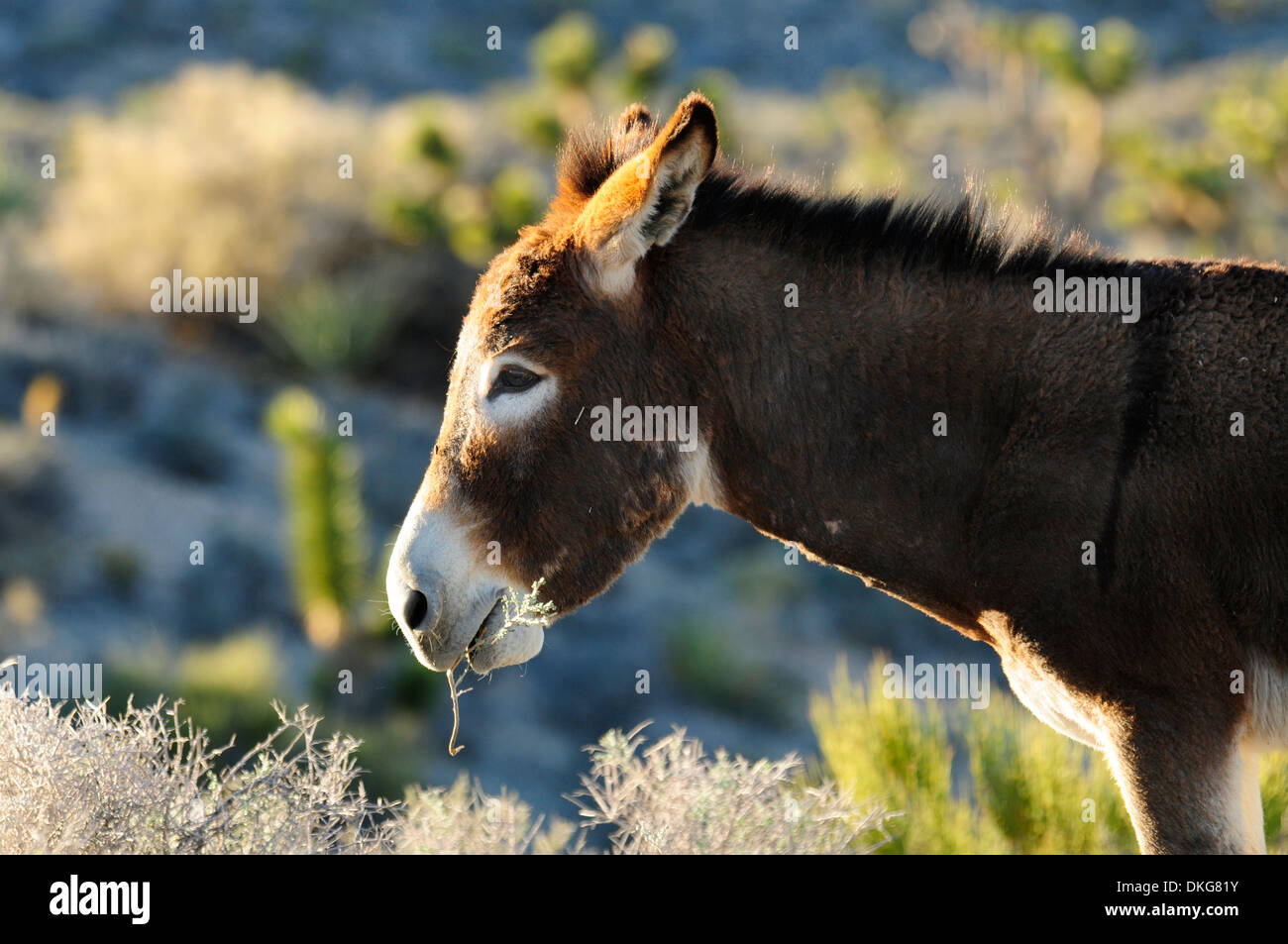 donkey, equus asinus asinus, spring mountains, nevada, usa Stock Photo ...