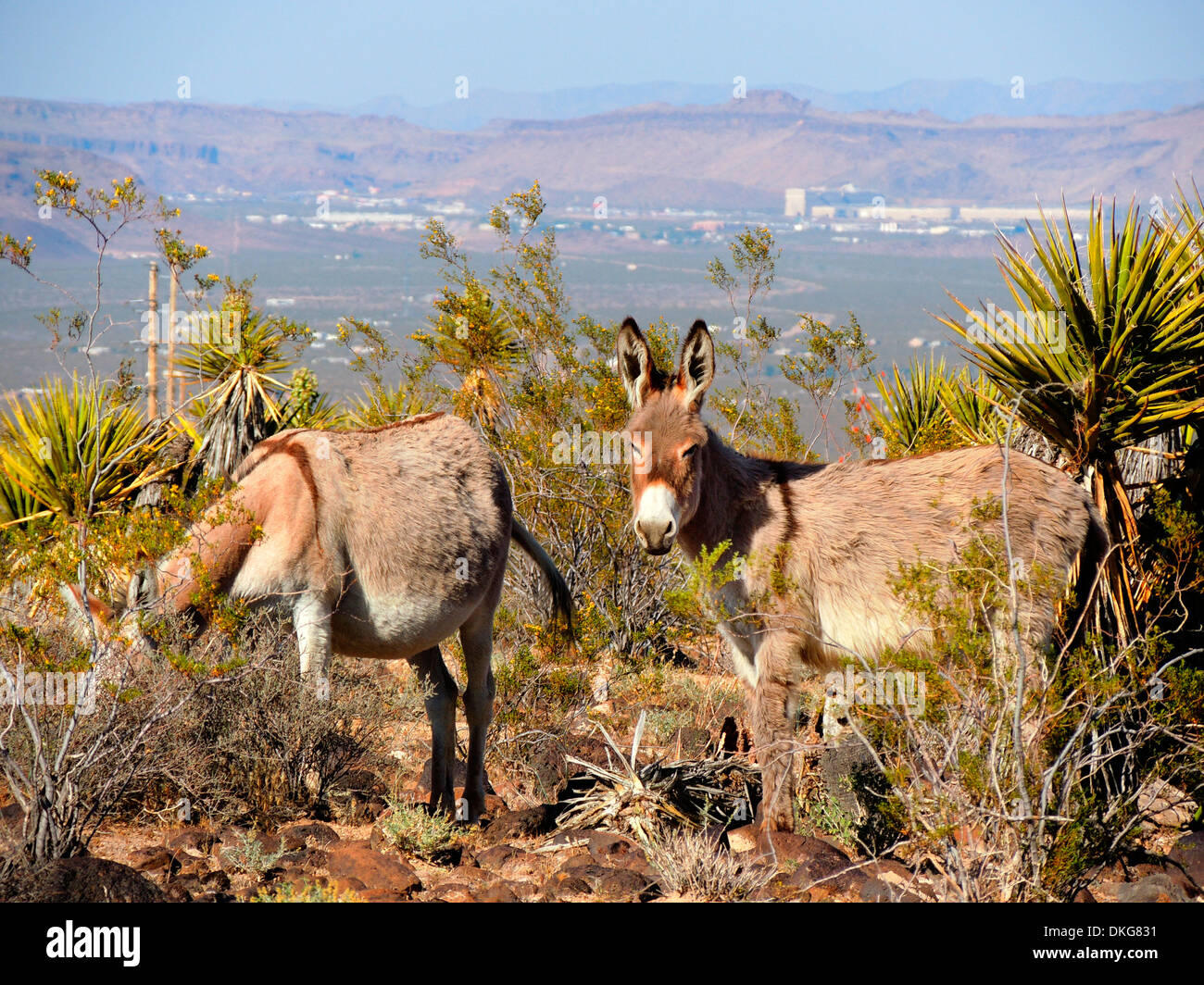 donkey, equus asinus asinus, black mountains, arizona, usa Stock Photo ...