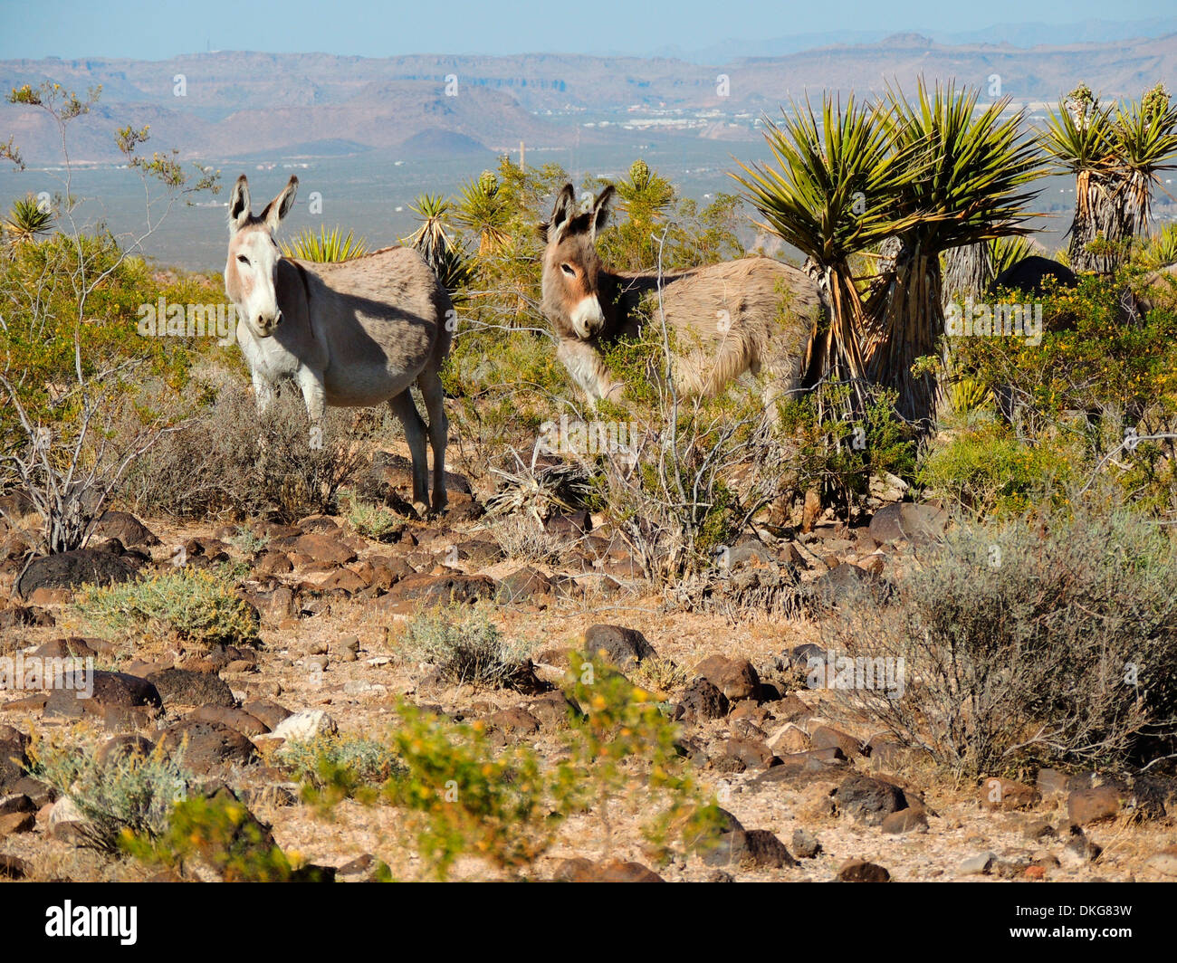 donkey, equus asinus asinus, black mountains, arizona, usa Stock Photo ...