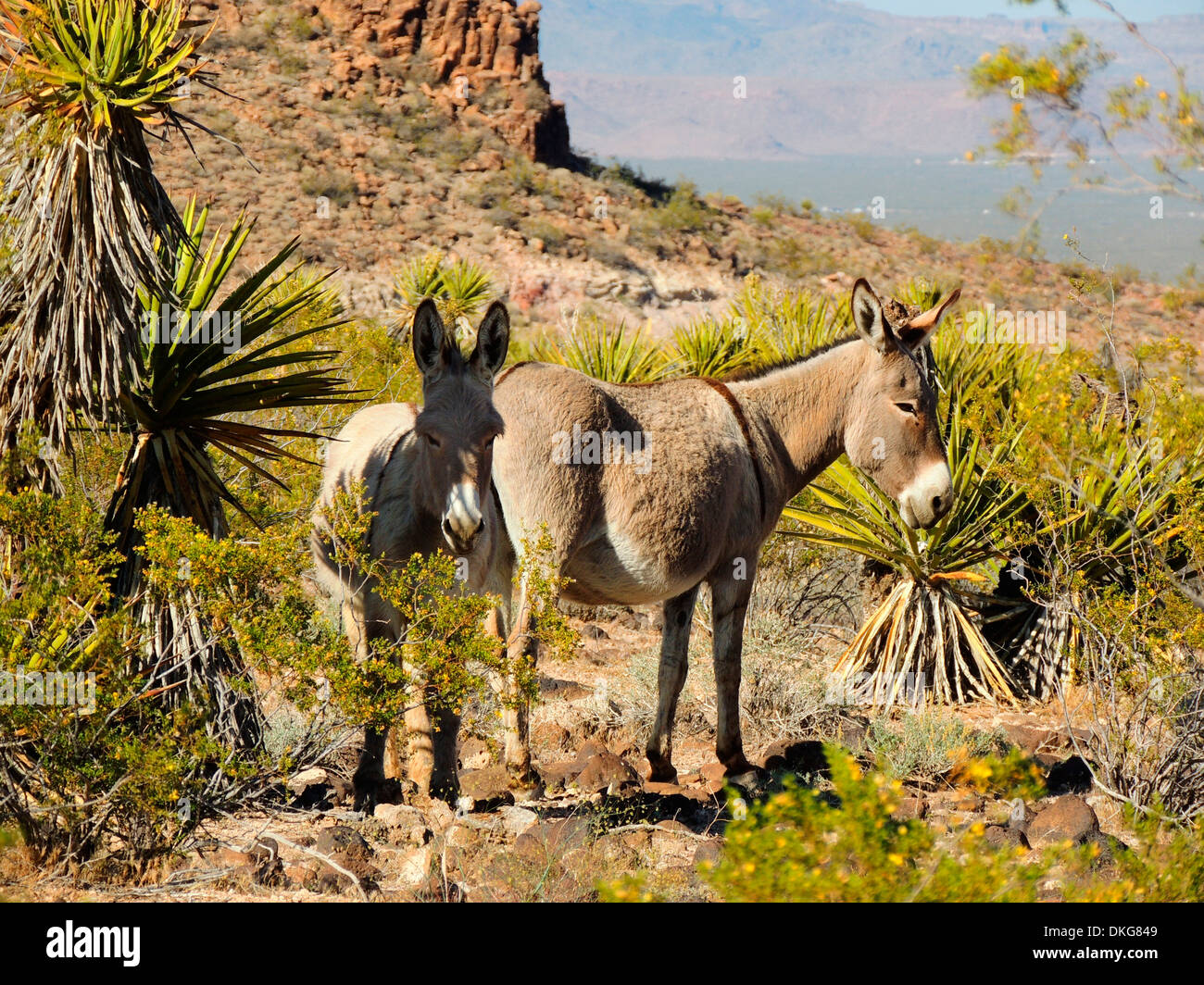 donkey, equus asinus asinus, black mountains, arizona, usa Stock Photo ...
