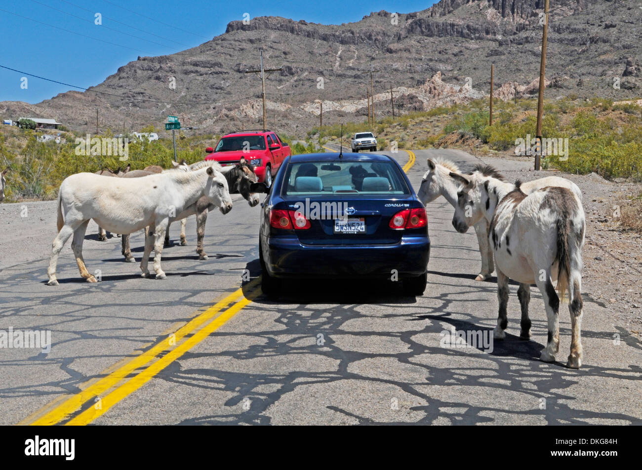 donkeys at the streets of oatman, black mountains, arizona, usa Stock ...