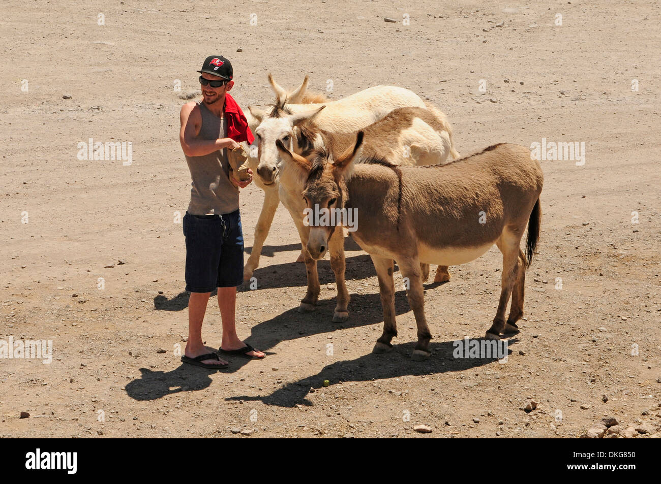 donkeys at the streets of oatman, black mountains, arizona, usa Stock ...