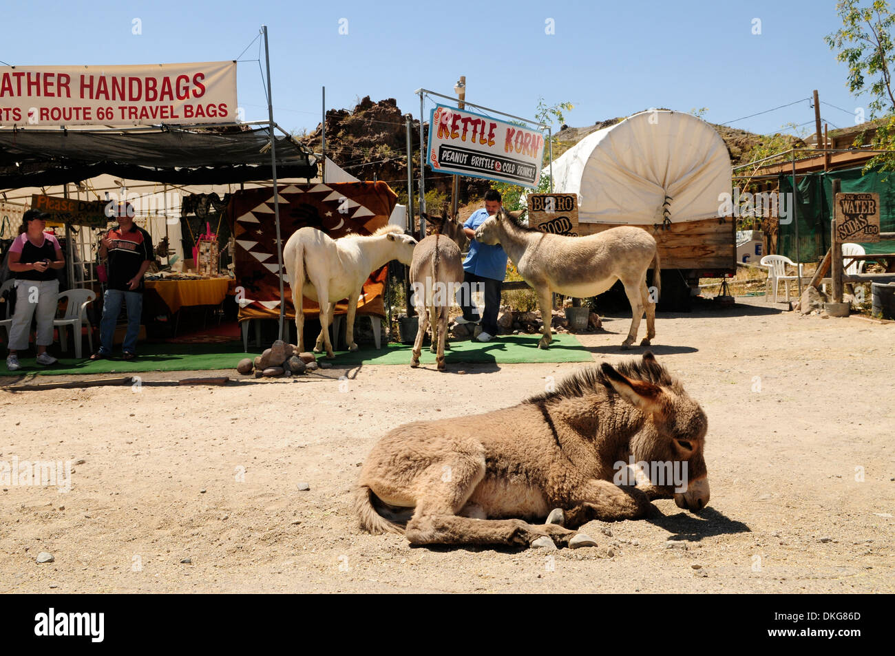 donkeys at the streets of oatman, black mountains, arizona, usa Stock ...