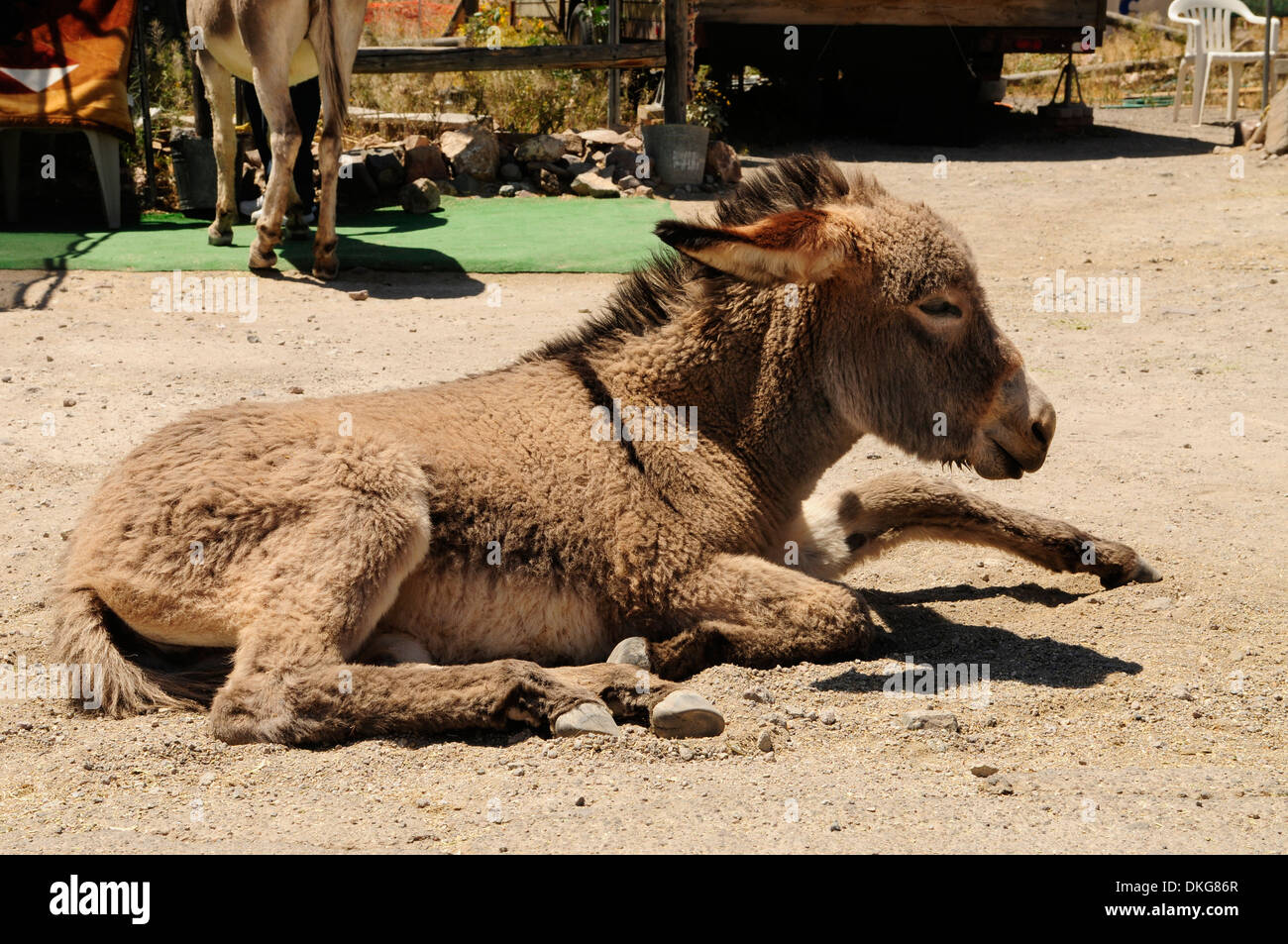 donkeys at the streets of oatman, black mountains, arizona, usa Stock ...