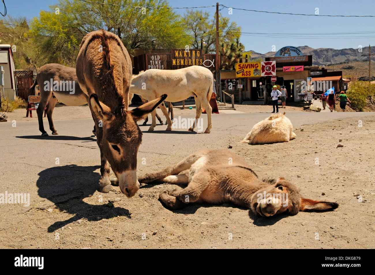 donkeys at the streets of oatman, black mountains, arizona, usa Stock ...