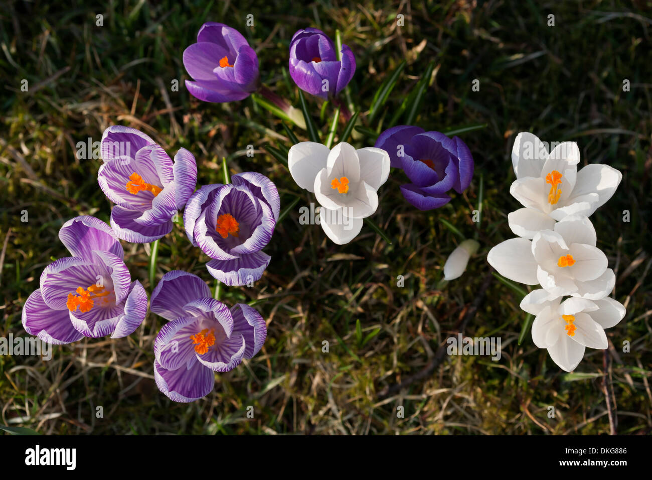 Flower bed in central hi-res stock photography and images - Alamy