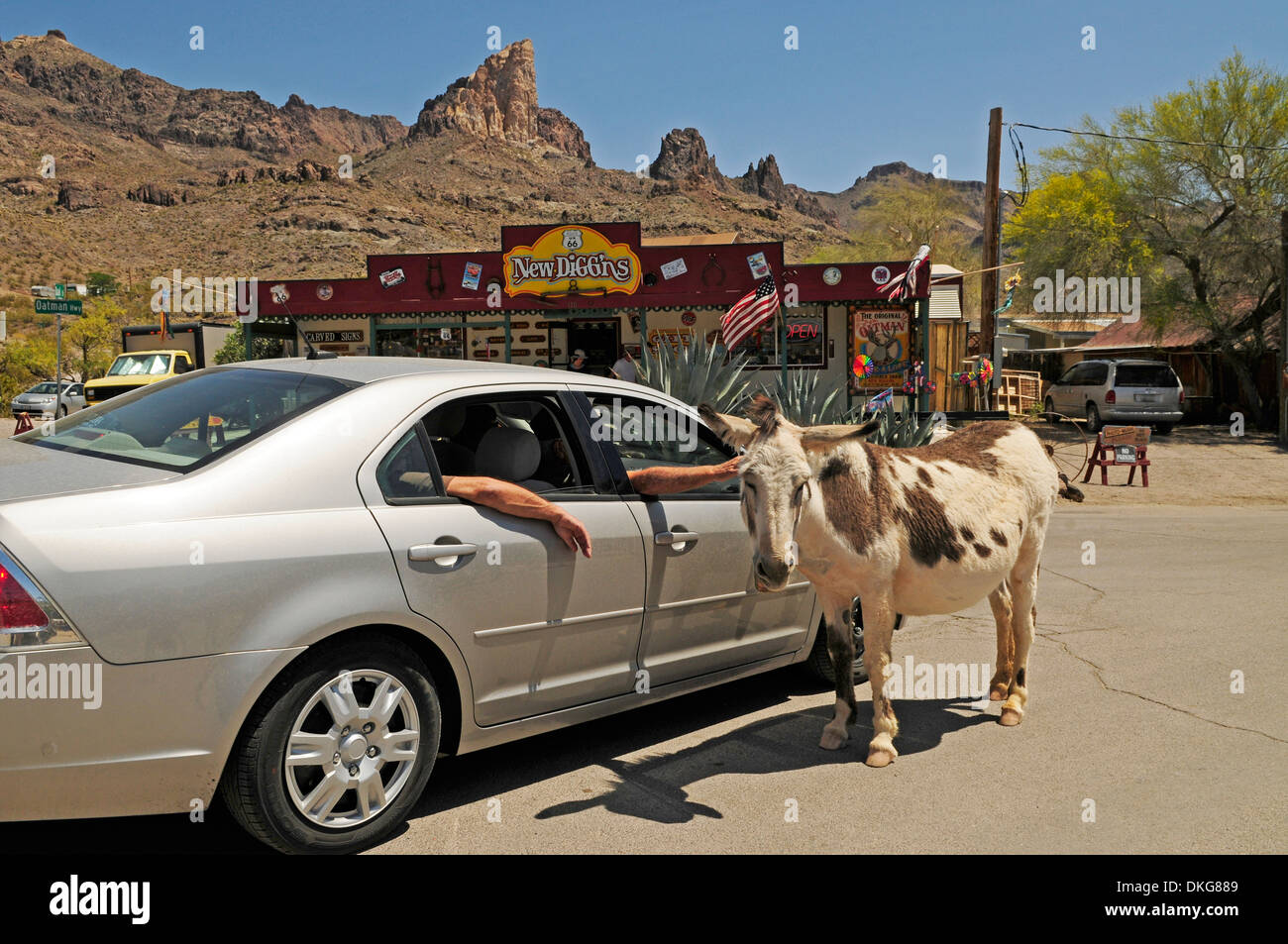 donkeys at the streets of oatman, black mountains, arizona, usa Stock ...