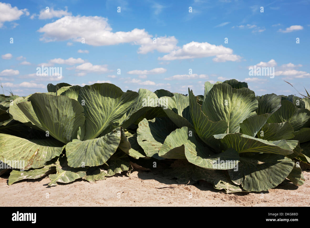 White cabbage on field, Dithmarschen, Schleswig-Holstein, Germany ...