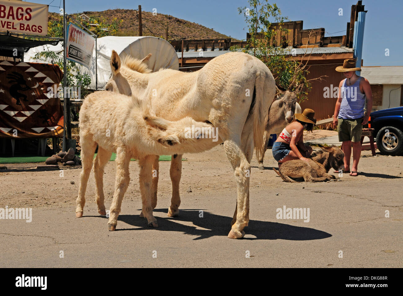 donkeys at the streets of oatman, black mountains, arizona, usa Stock ...