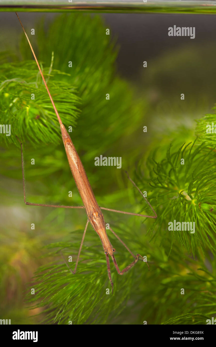 Water stick insect ranatra linearis hi-res stock photography and images ...