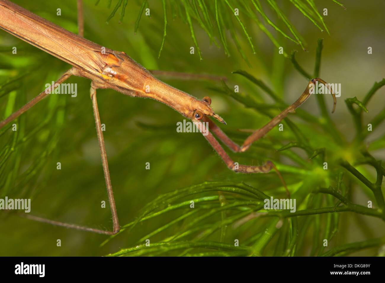 Water stick insect hi-res stock photography and images - Alamy
