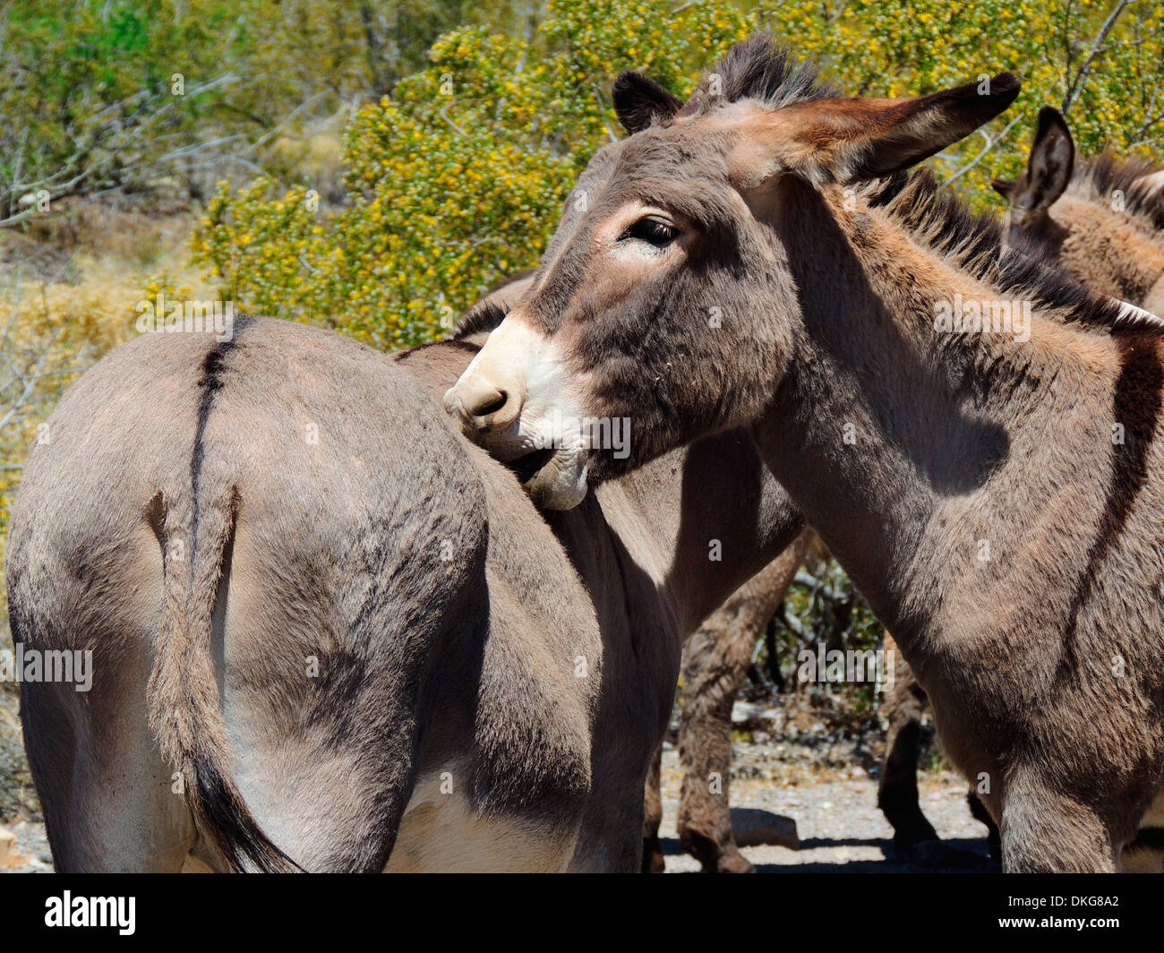 donkeys at the streets of oatman, black mountains, arizona, usa Stock ...