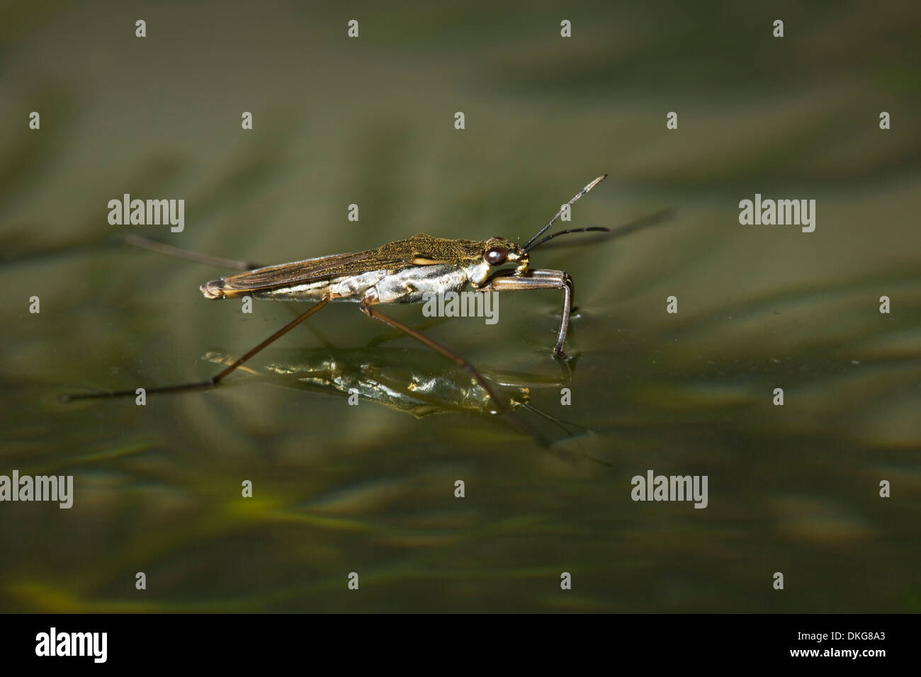 Gerris lacustris insect hi-res stock photography and images - Alamy