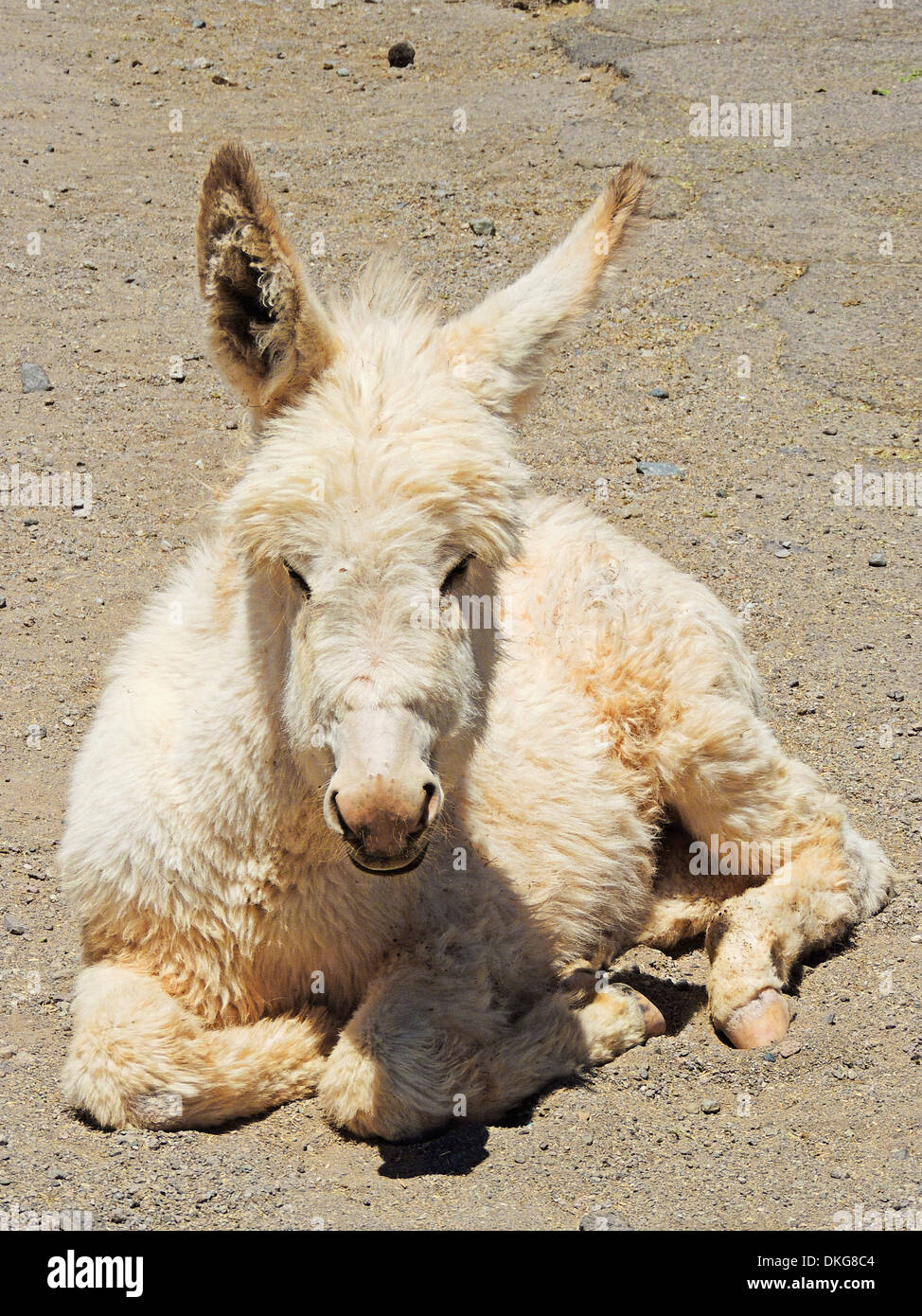 donkeys at the streets of oatman, black mountains, arizona, usa Stock ...