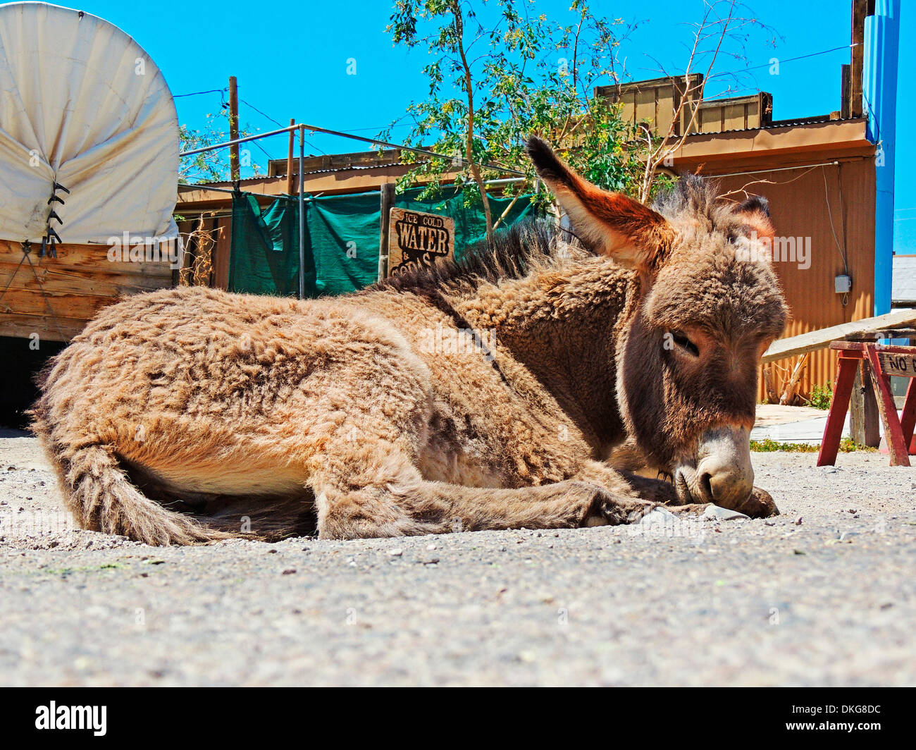 donkeys at the streets of oatman, black mountains, arizona, usa Stock ...