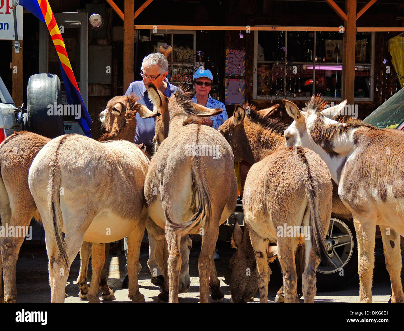 donkeys at the streets of oatman, black mountains, arizona, usa Stock ...
