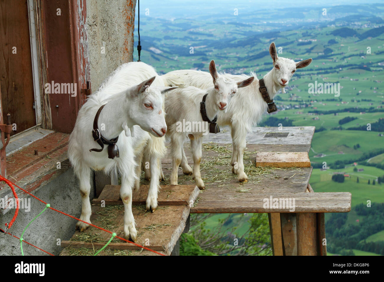 Three goats, Suisse, Europe Stock Photo - Alamy
