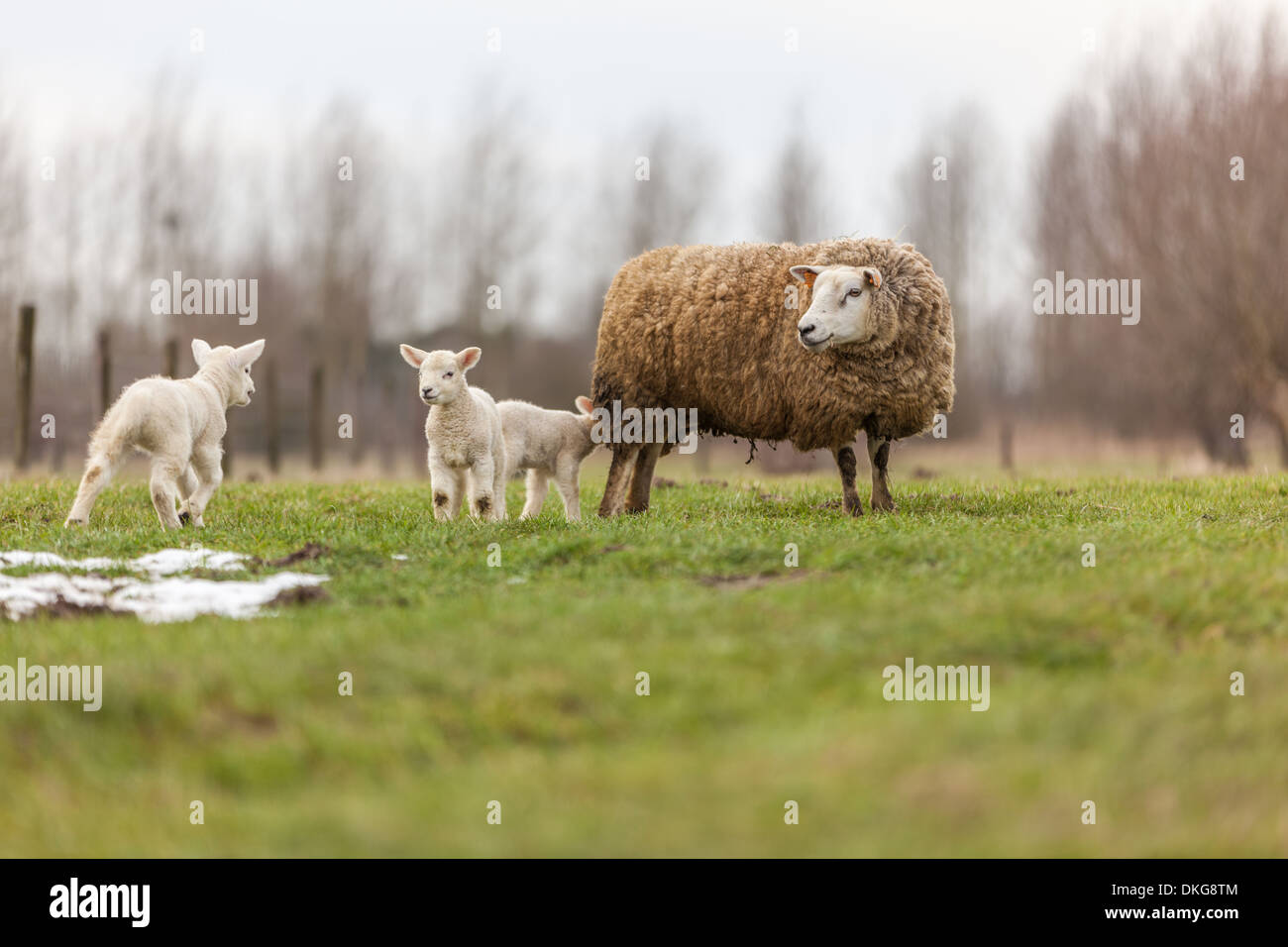Playing lamb hi-res stock photography and images - Alamy