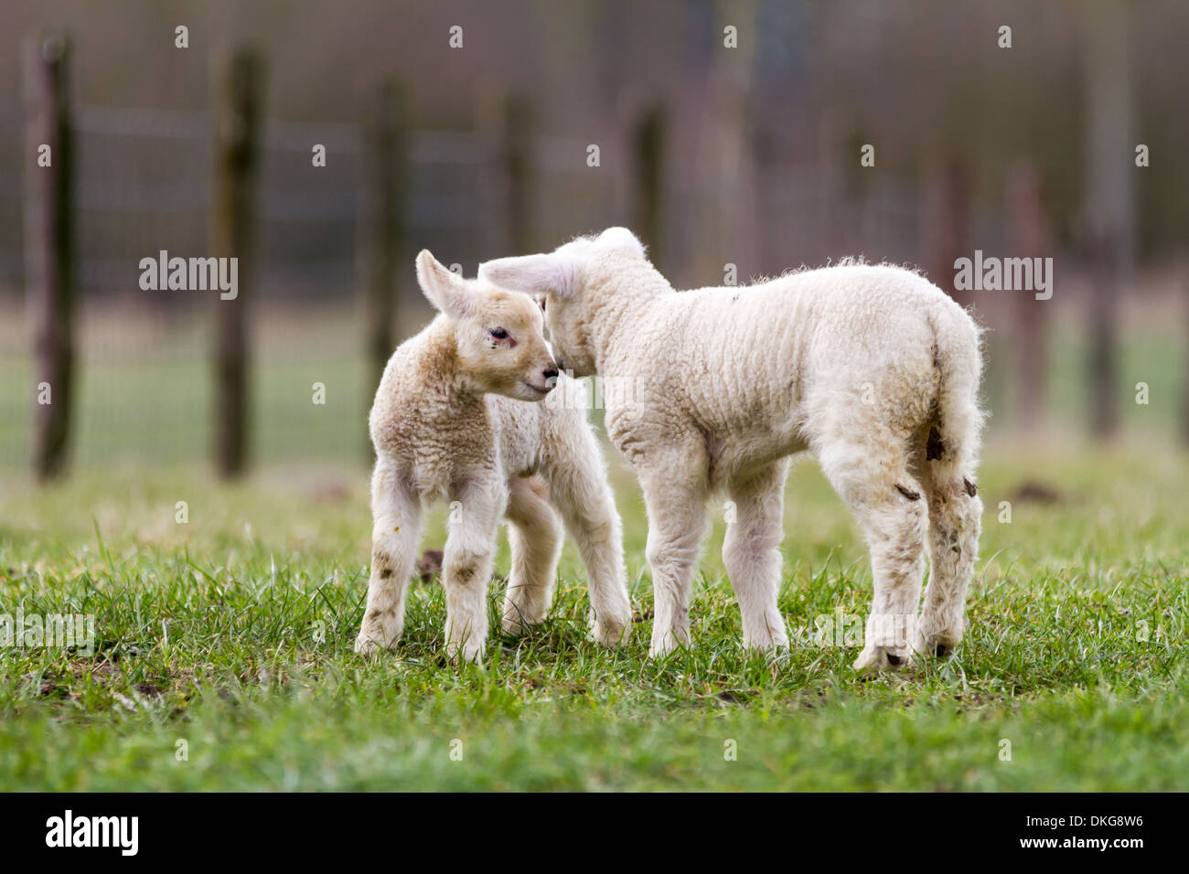 an cute lamb looking at me Stock Photo - Alamy
