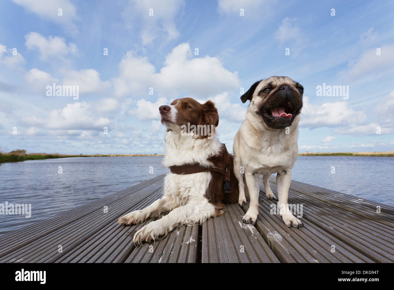 Border Collie and pug dog on a boardwalk Stock Photo - Alamy