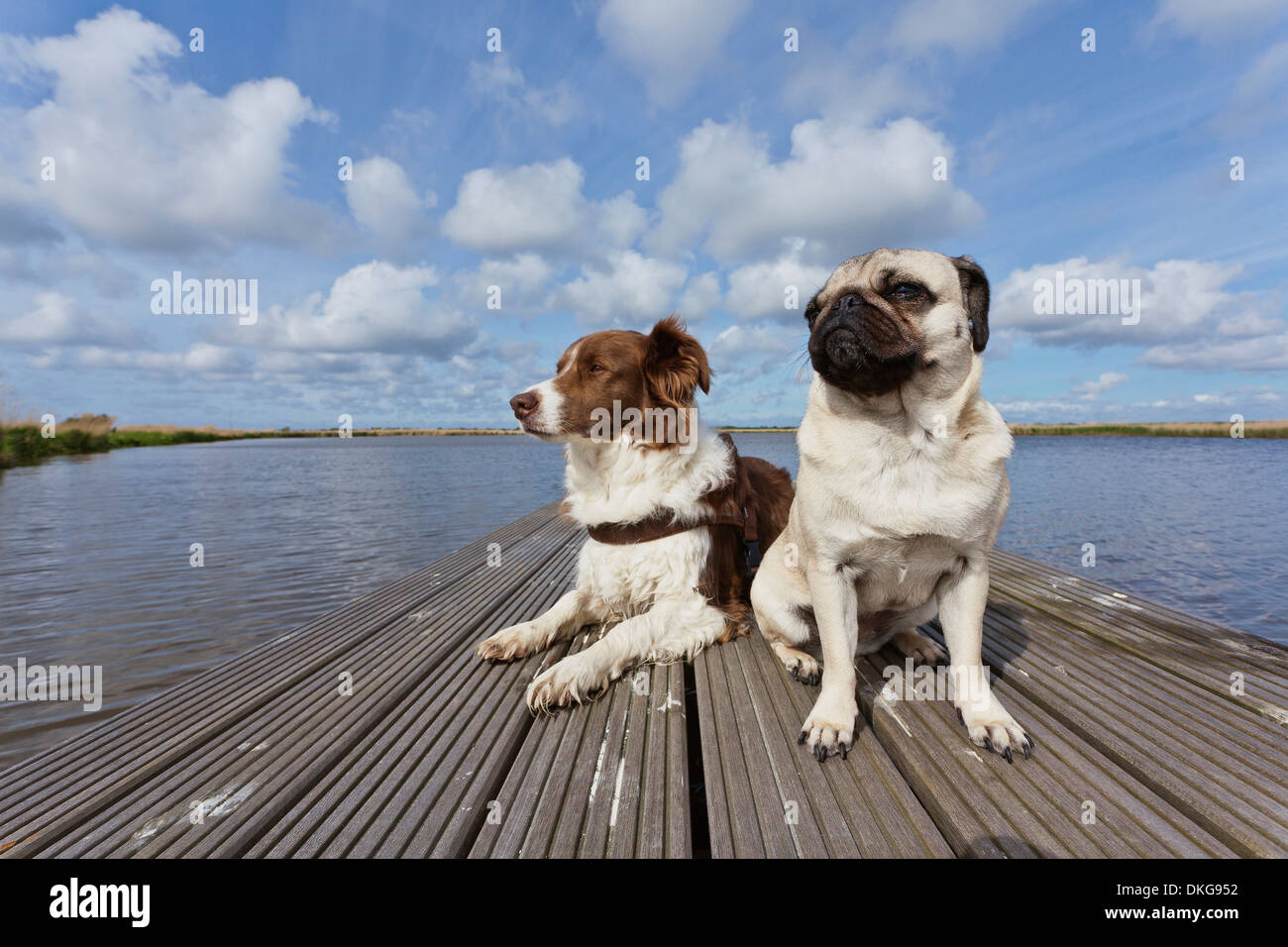 Border Collie and pug dog on a boardwalk Stock Photo - Alamy