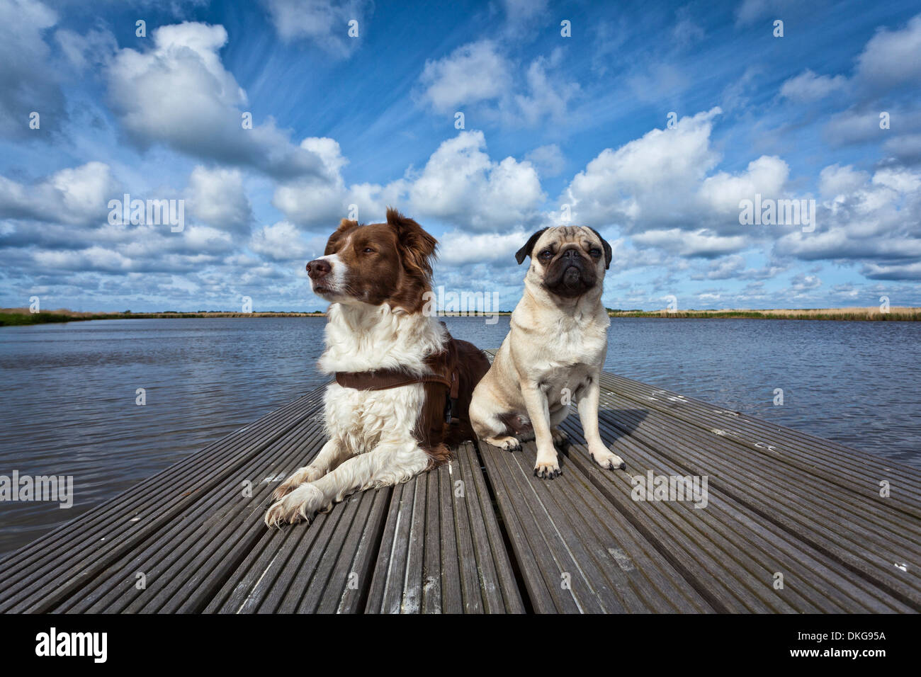 Border Collie and pug dog on a boardwalk Stock Photo - Alamy