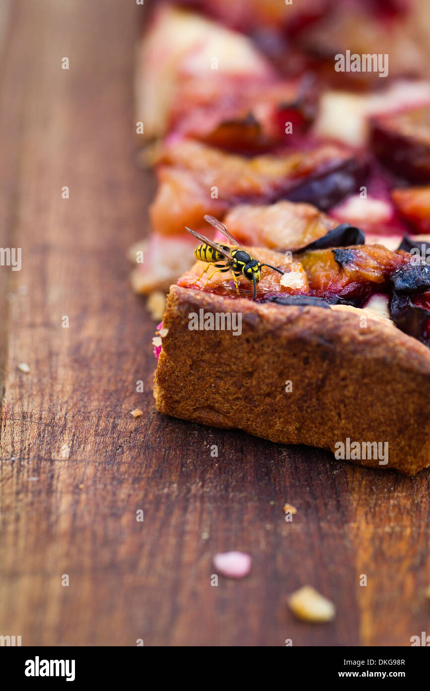 Wasp eating crumb of plum cake Stock Photo - Alamy
