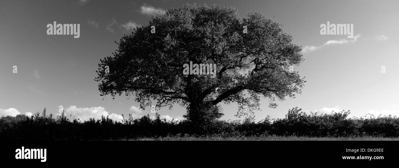 Oak trees leaves acorns Black and White Stock Photos & Images - Alamy