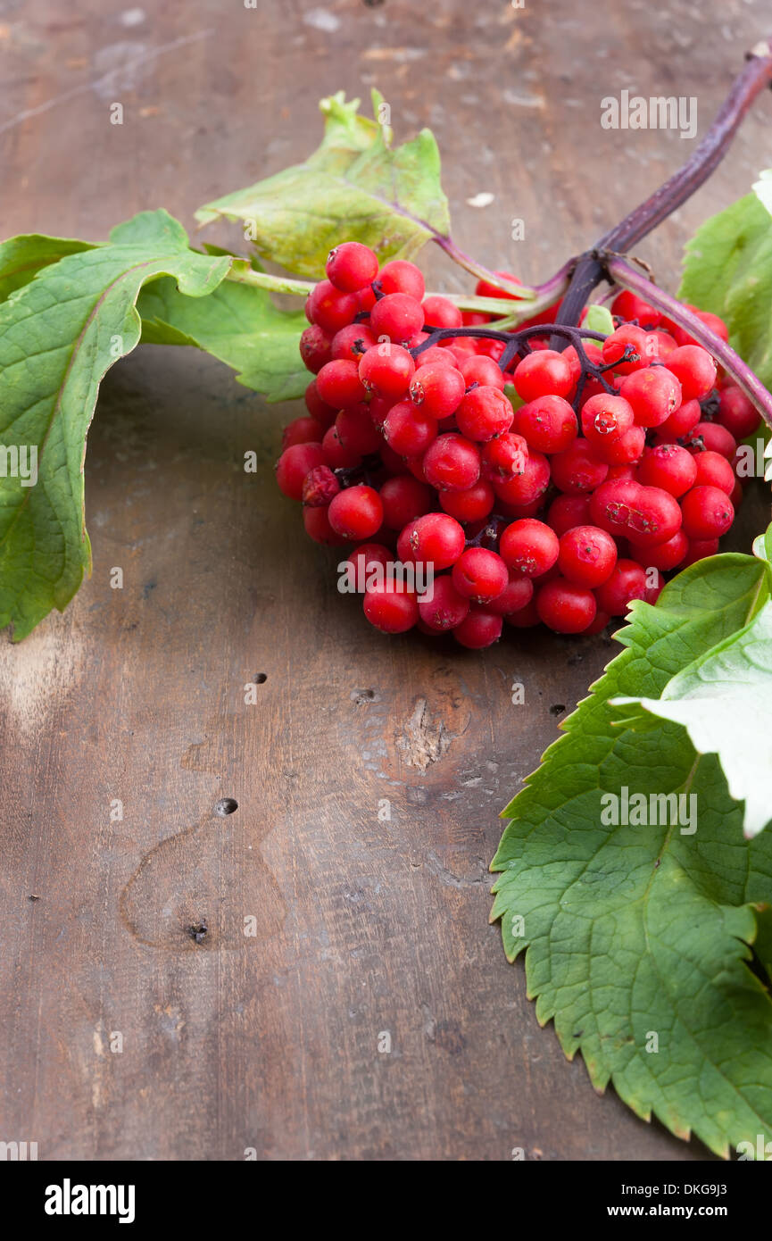Red elderberry plant hi-res stock photography and images - Alamy