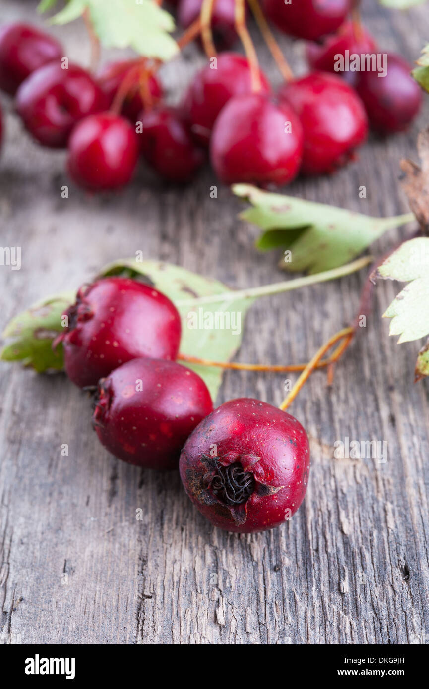 Hawthorn berry and leaf hi-res stock photography and images - Alamy