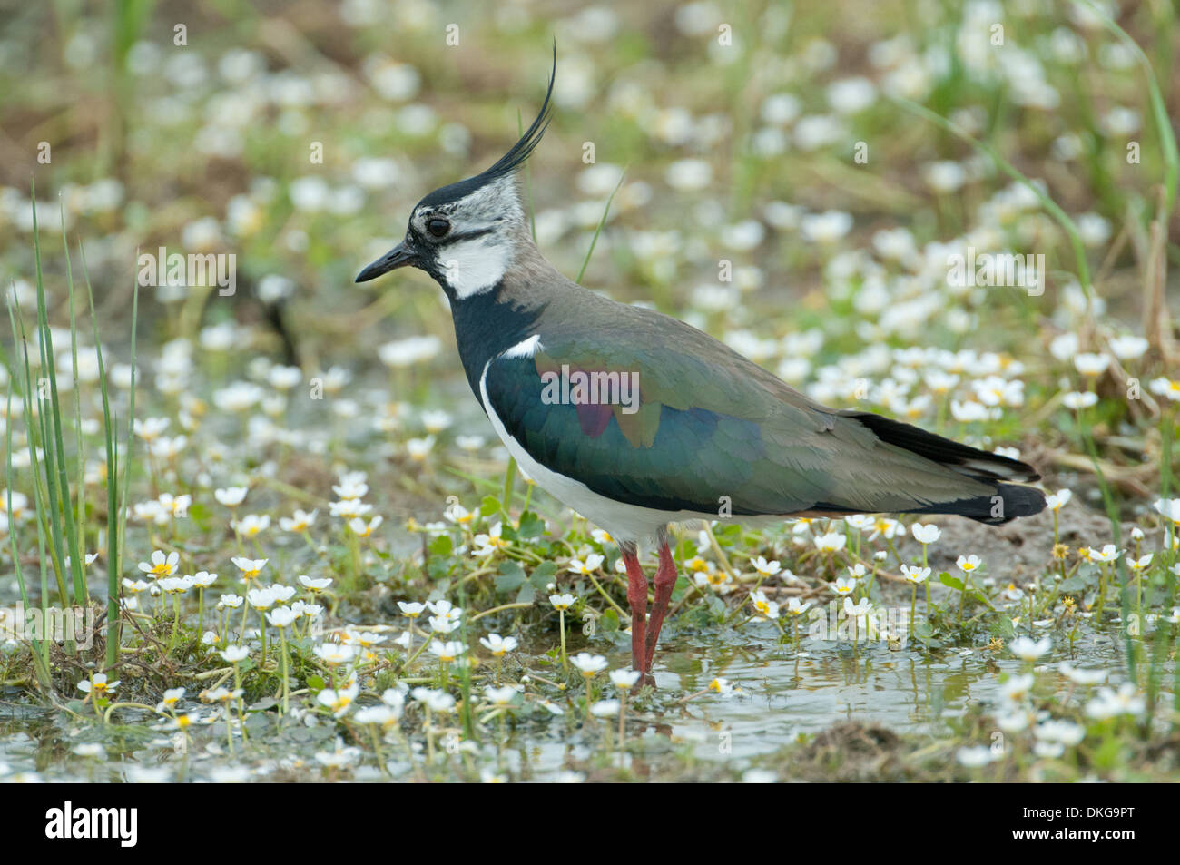 Adult male lapwing hi-res stock photography and images - Alamy