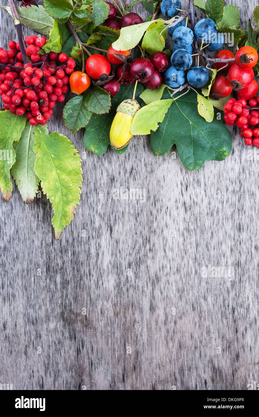 Berries of red oak hi-res stock photography and images - Alamy