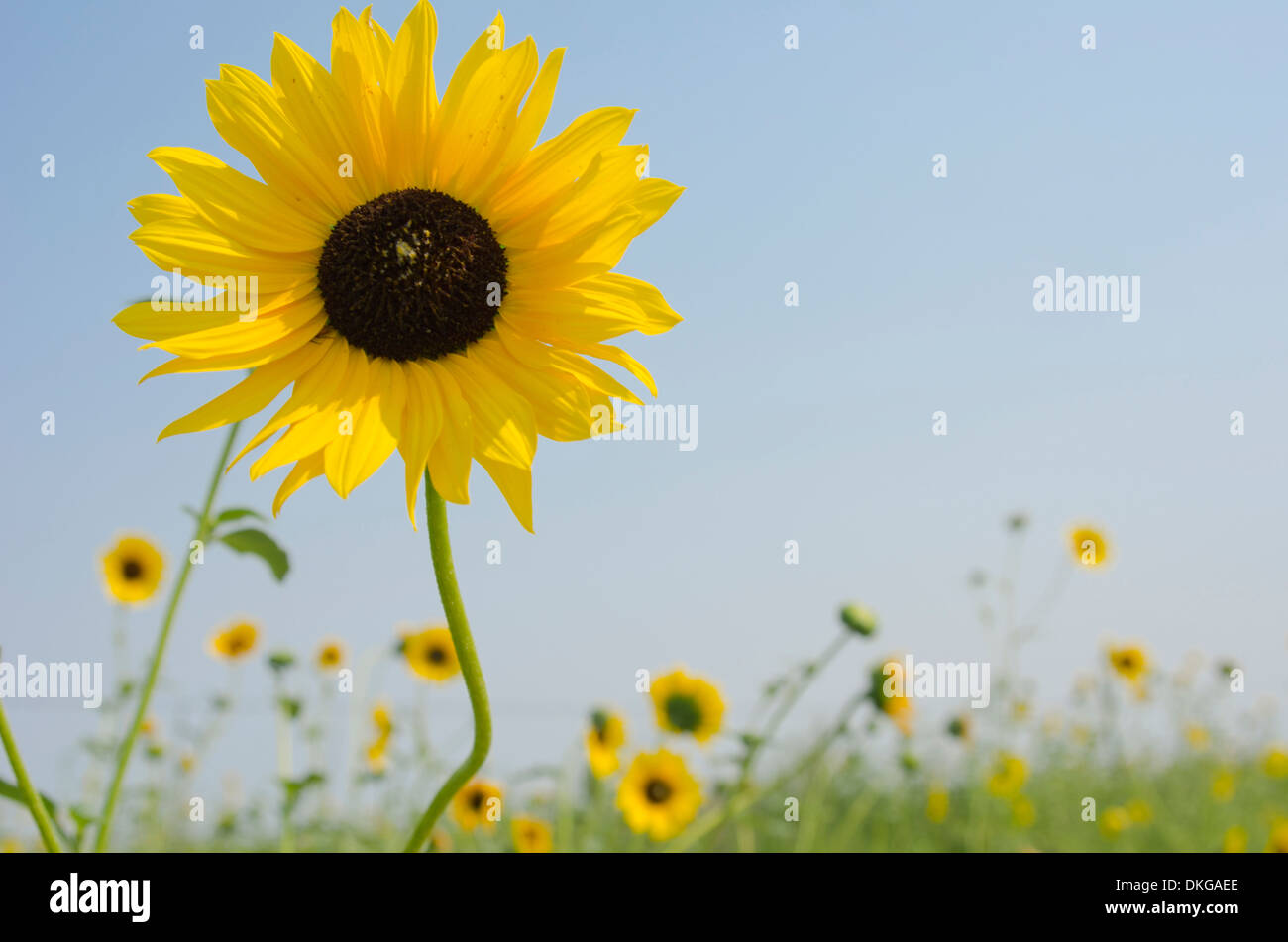 One compass hi-res stock photography and images - Alamy