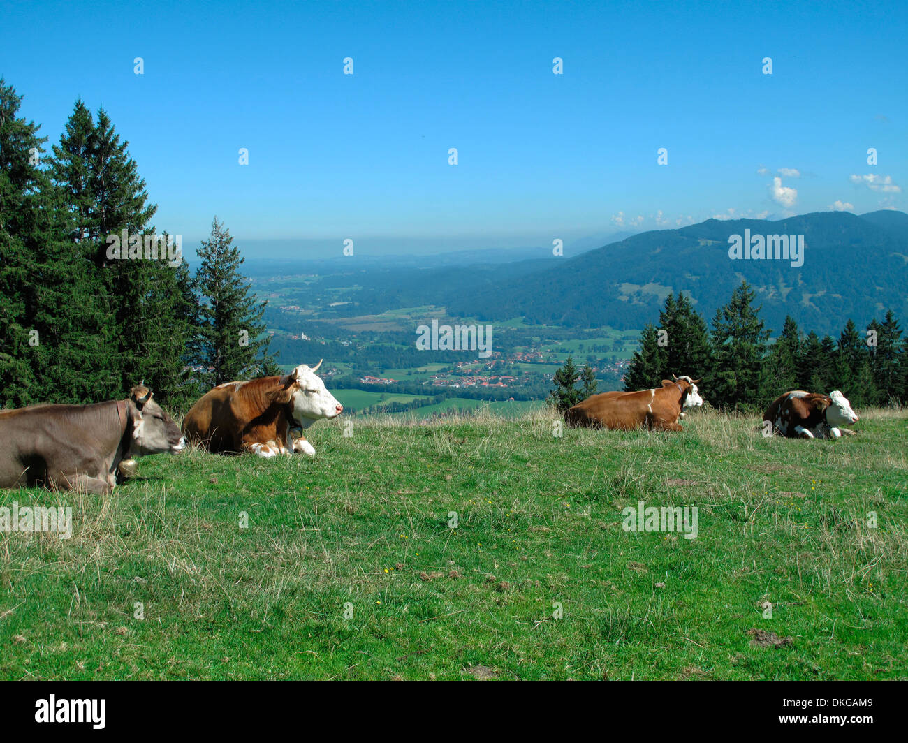 cows on grazing land, blomberg, bad tolz, bavaria, germany Stock Photo ...
