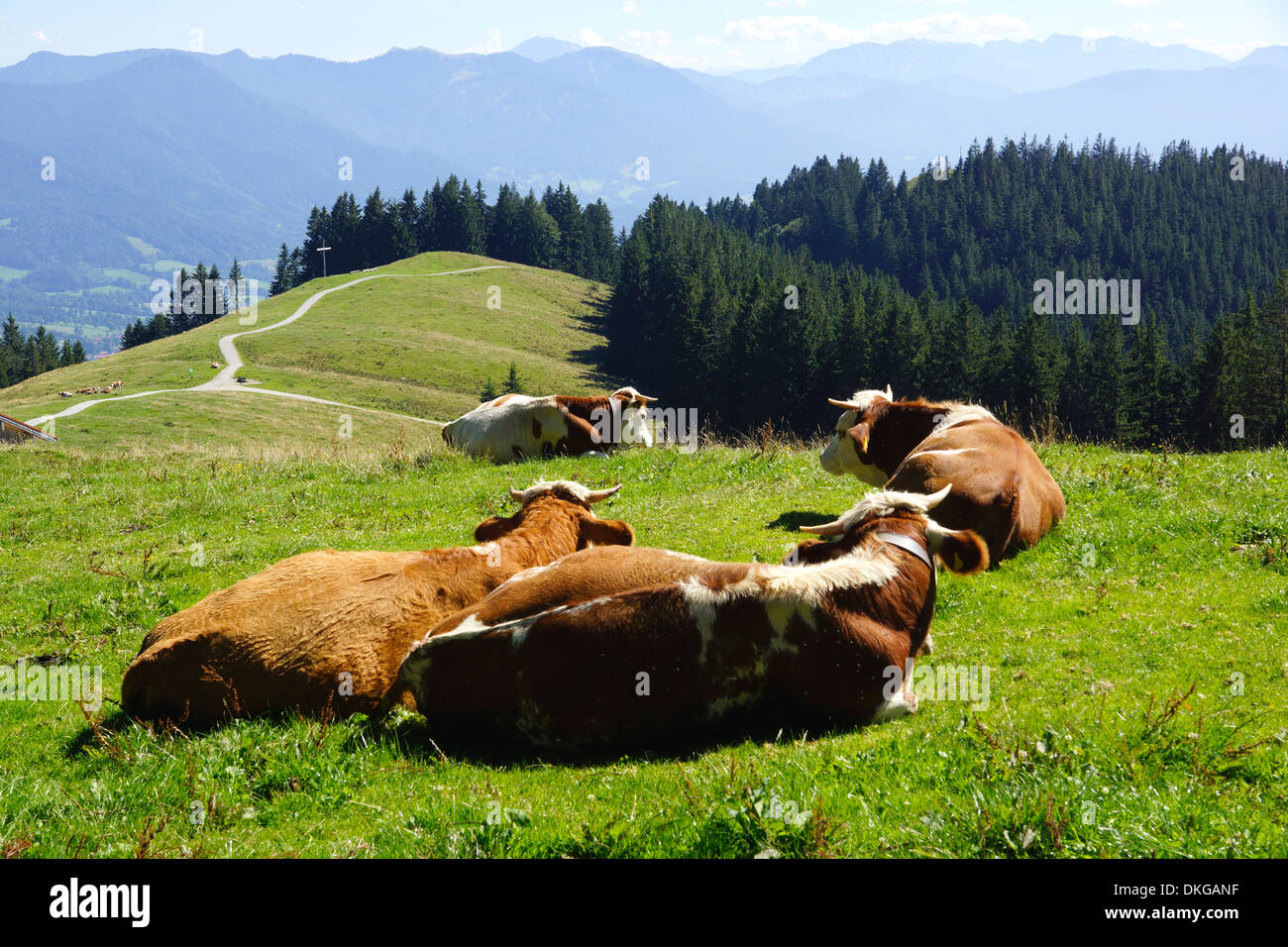 cows on grazing land, blomberg, bad tolz, bavaria, germany Stock Photo ...