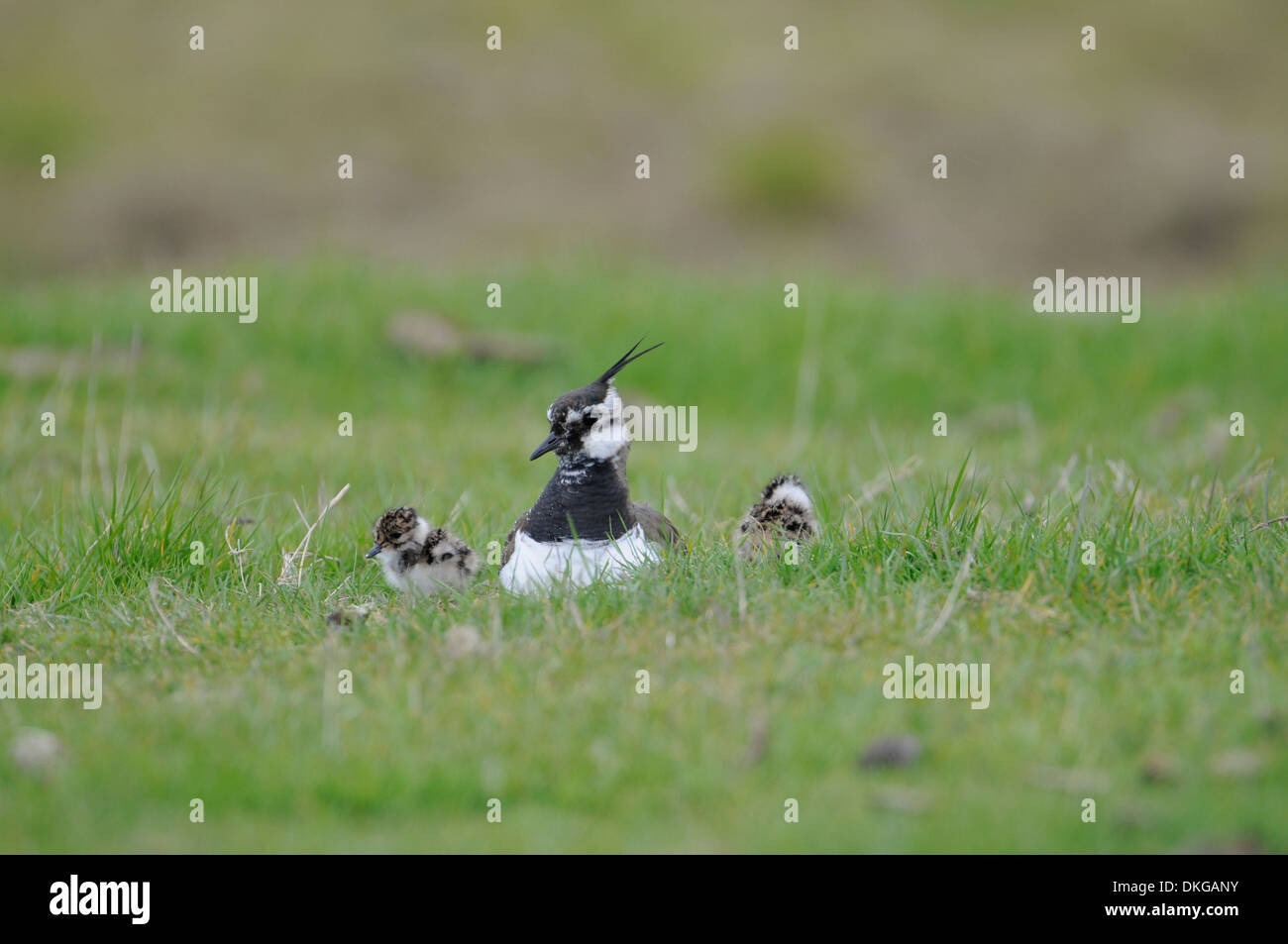 Female northern lapwing vanellus vanellus hi-res stock photography and ...
