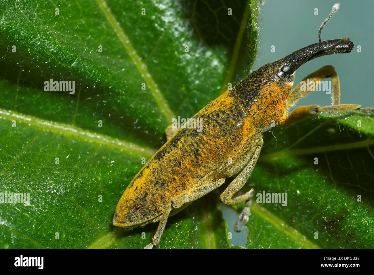 Snout beetle hi-res stock photography and images - Alamy