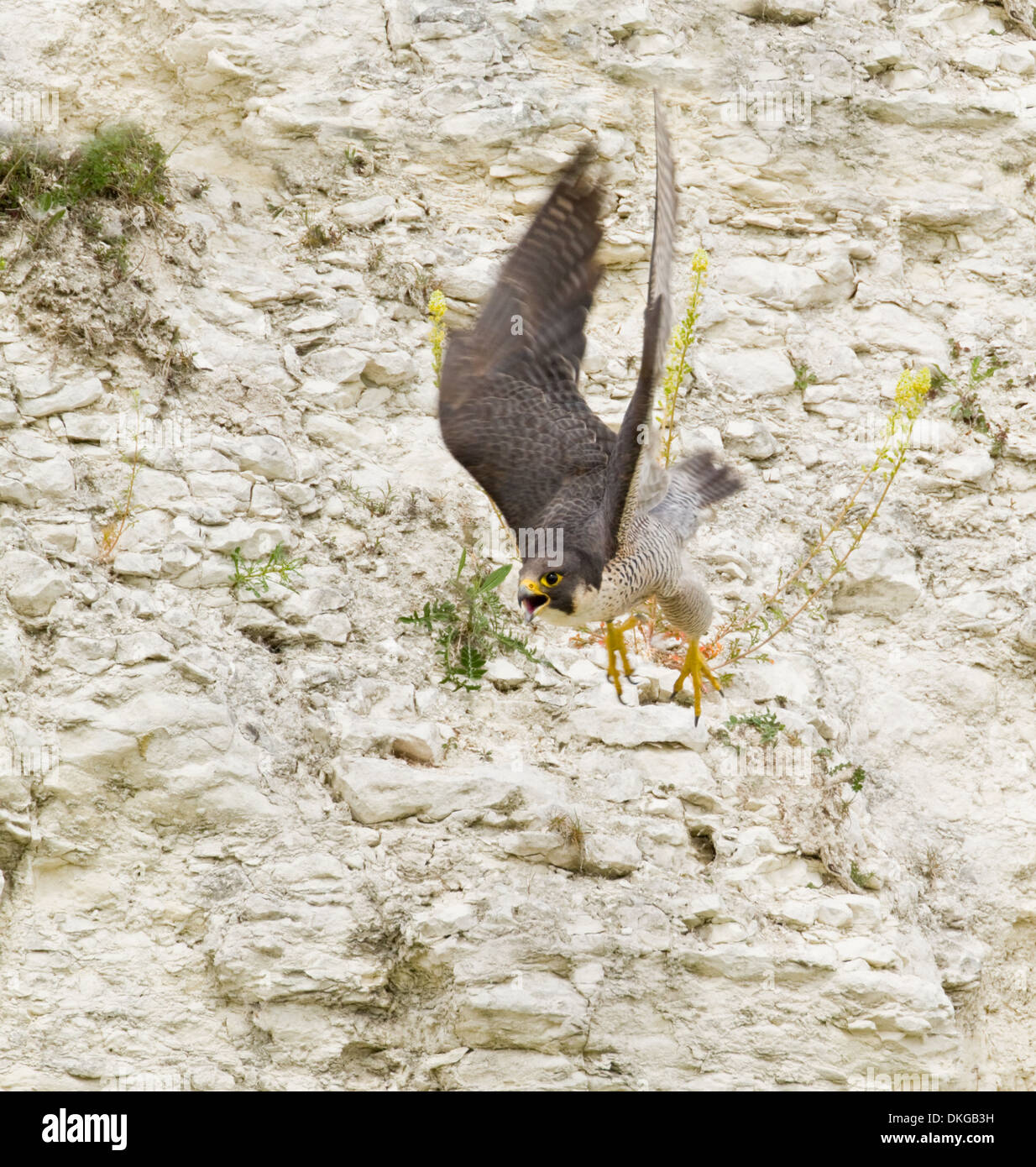 Peregrine Falcon taking flight calling Stock Photo - Alamy