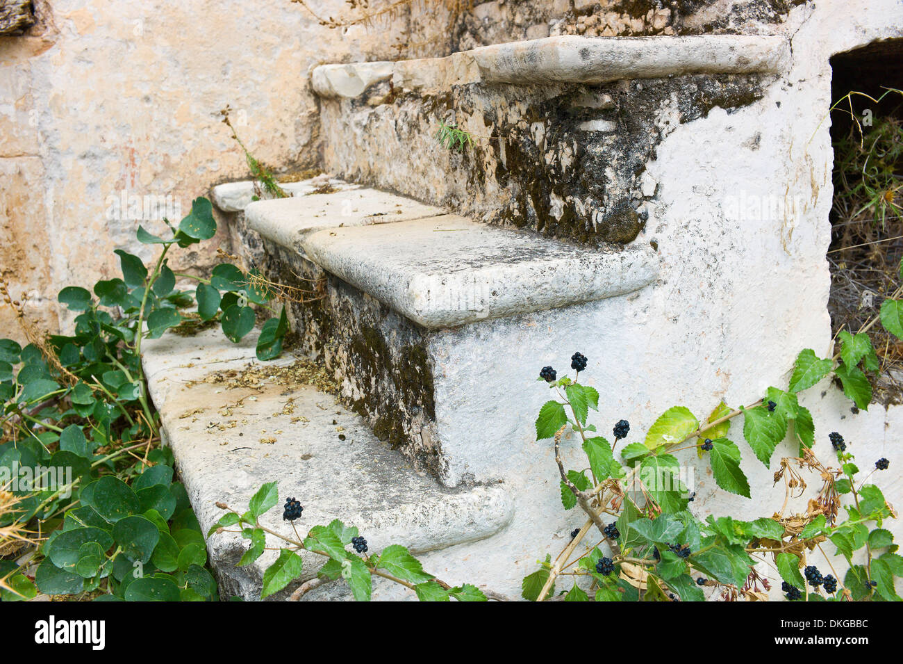 Overgrown stone steps to a building ruined after the August 1953 ...