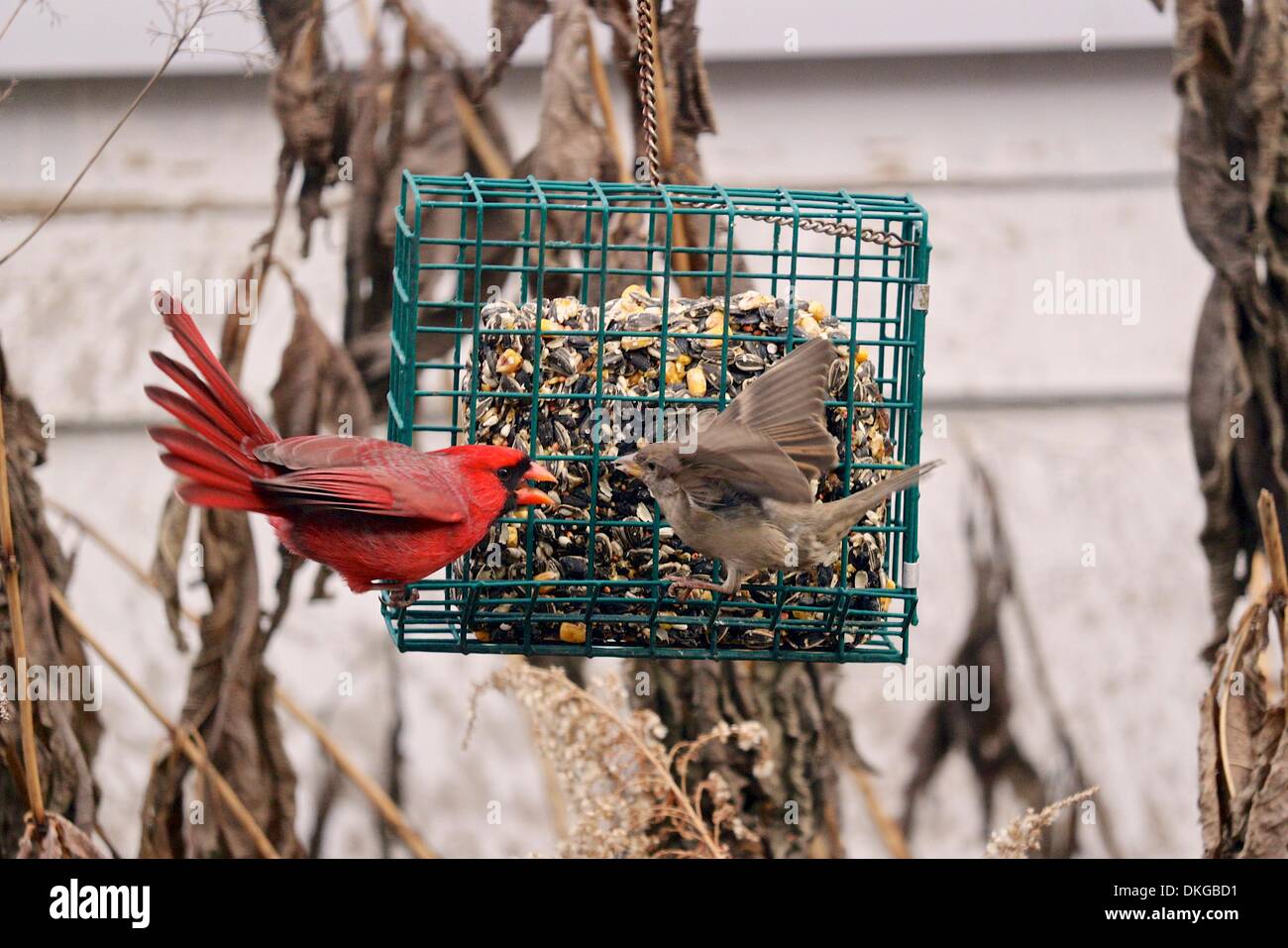Northern Cardinal Angry Bird