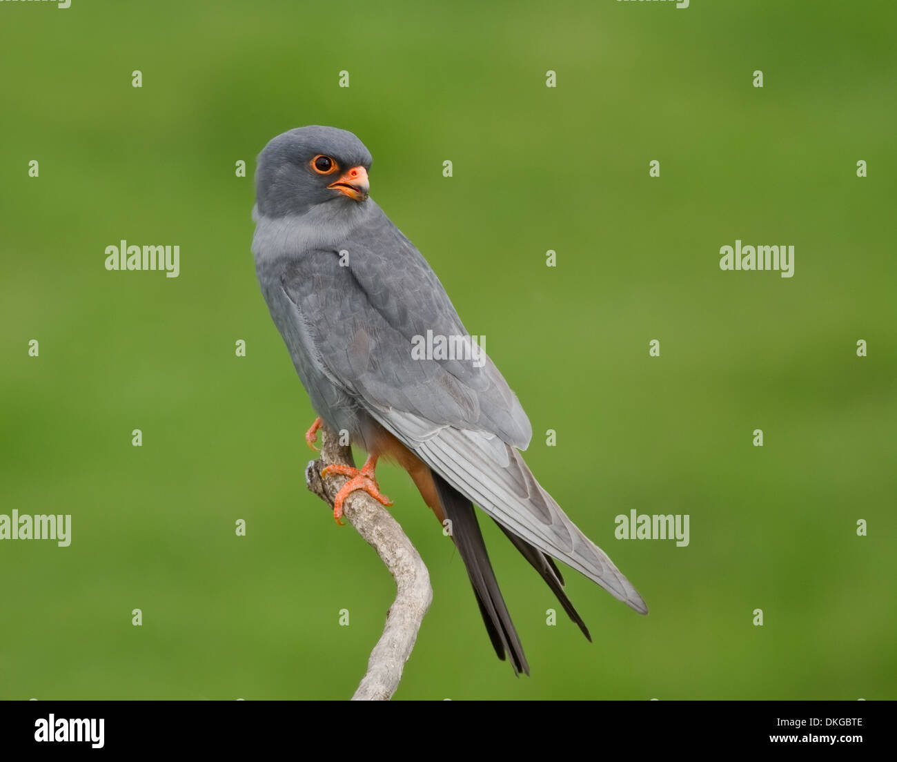 Male Red-footed Falcon perched looking right Stock Photo - Alamy