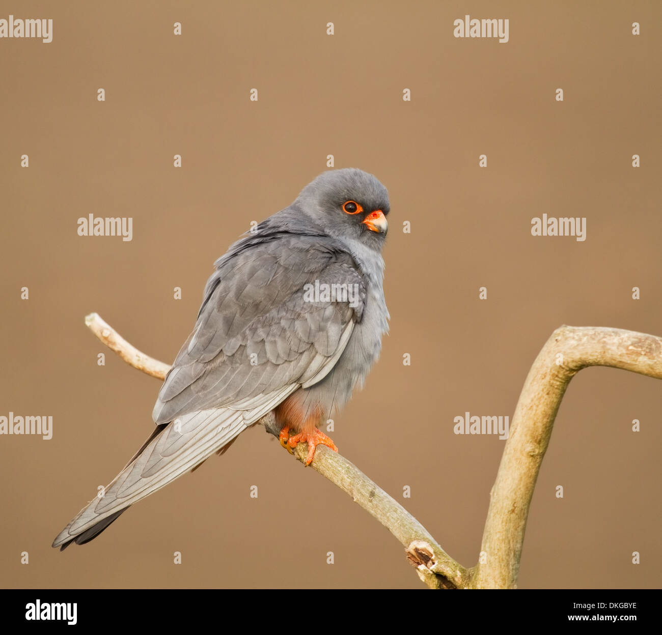 Right footed hi-res stock photography and images - Alamy