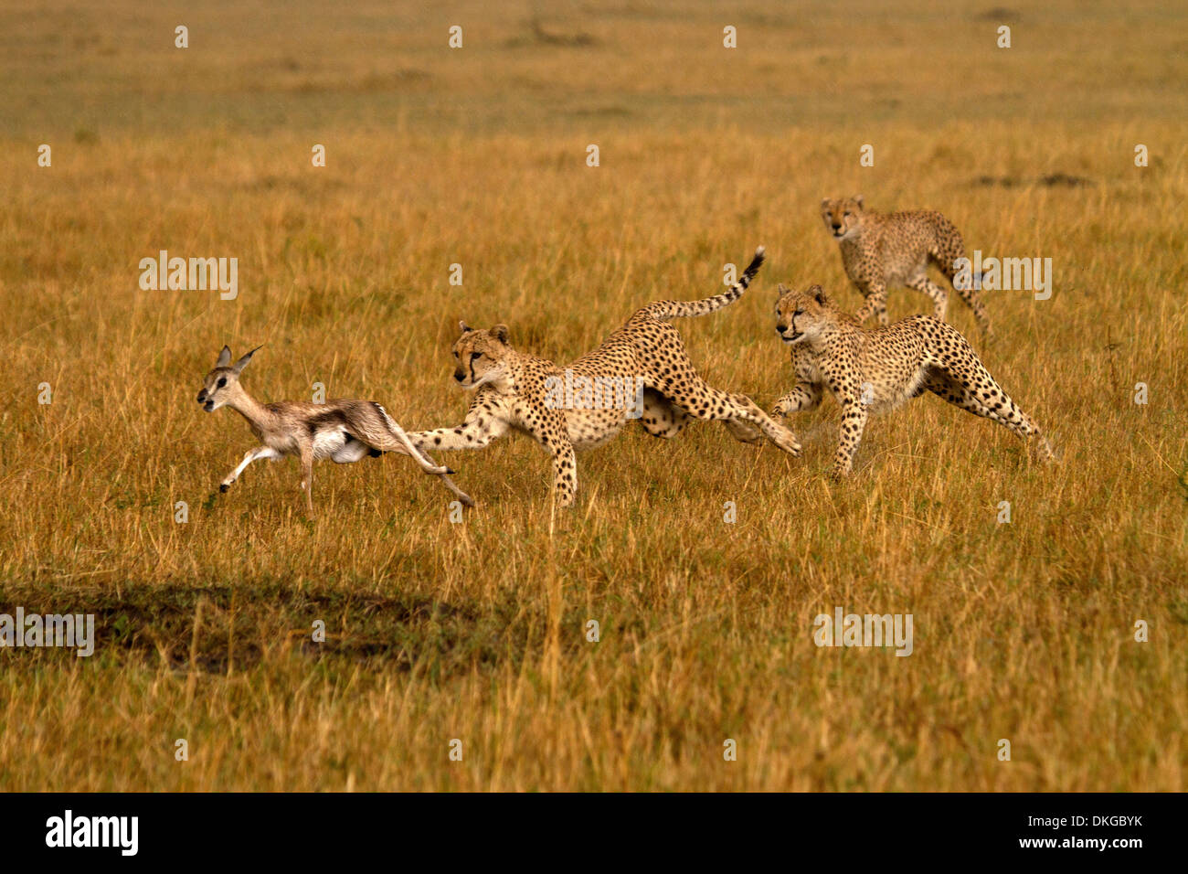 Cheetahs, Acinonyx jubatus chasing prey Stock Photo - Alamy