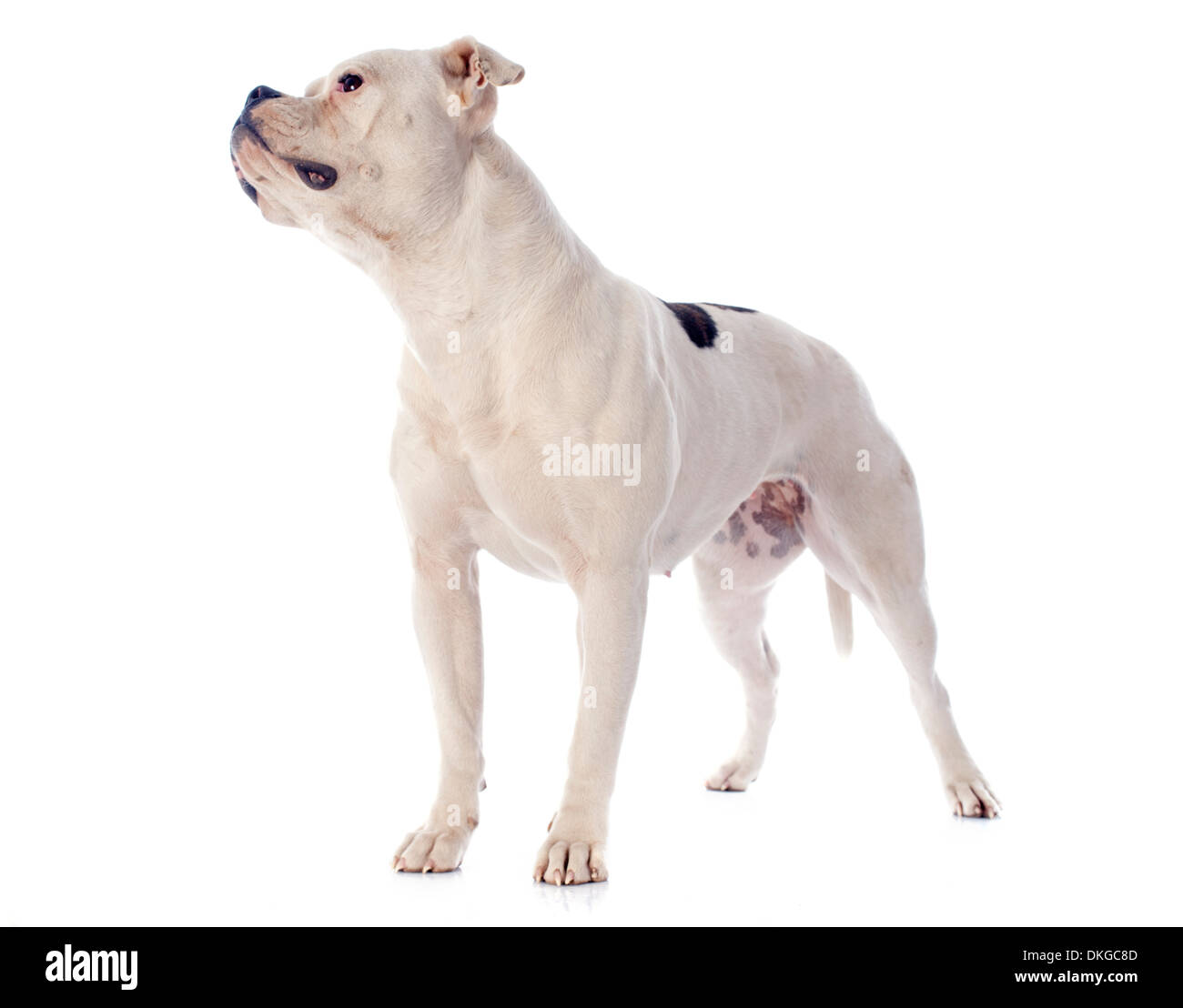 White Female American Bulldog