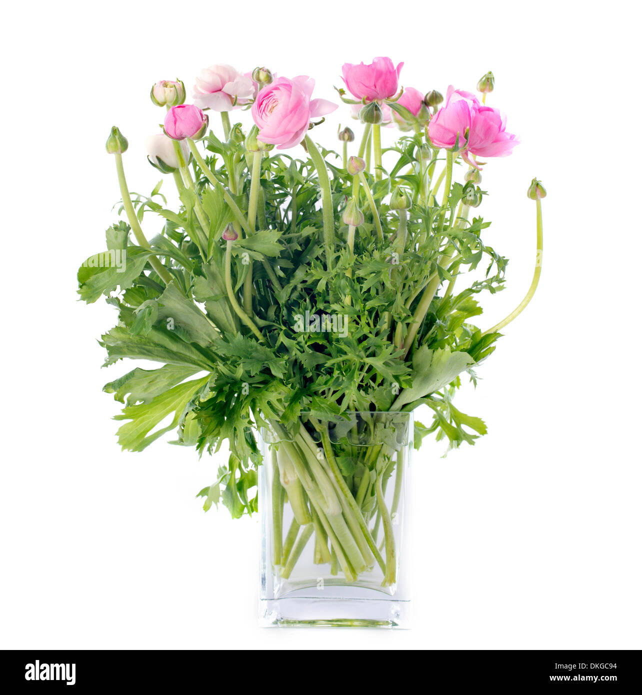 pink buttercups in front of white background Stock Photo - Alamy