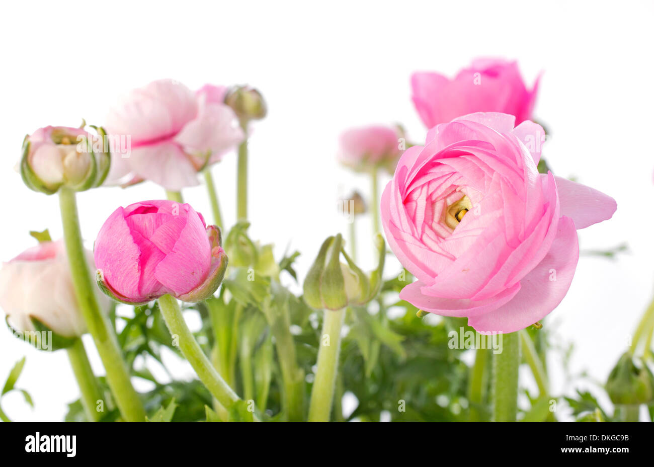 pink buttercups in front of white background Stock Photo - Alamy