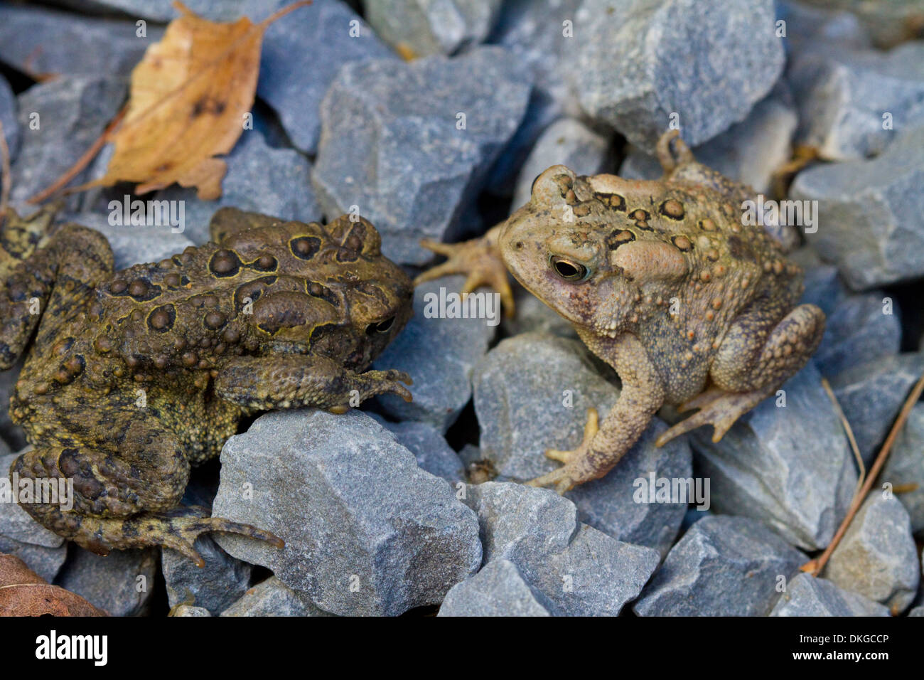 Frog mates hi-res stock photography and images - Alamy
